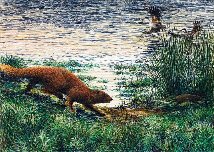 Water Mongoose Chasing Vlei Rat by Dylan Lewis | Strauss & Co