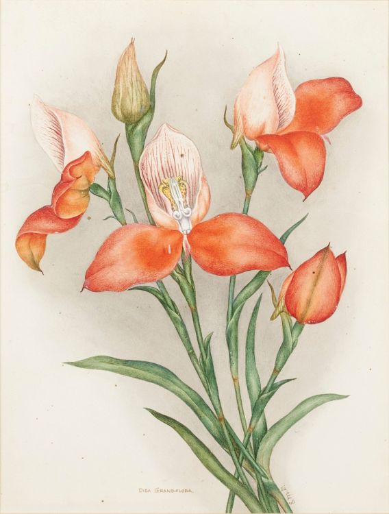 Disa Grandiflora by Ethel May Dixie | Strauss & Co