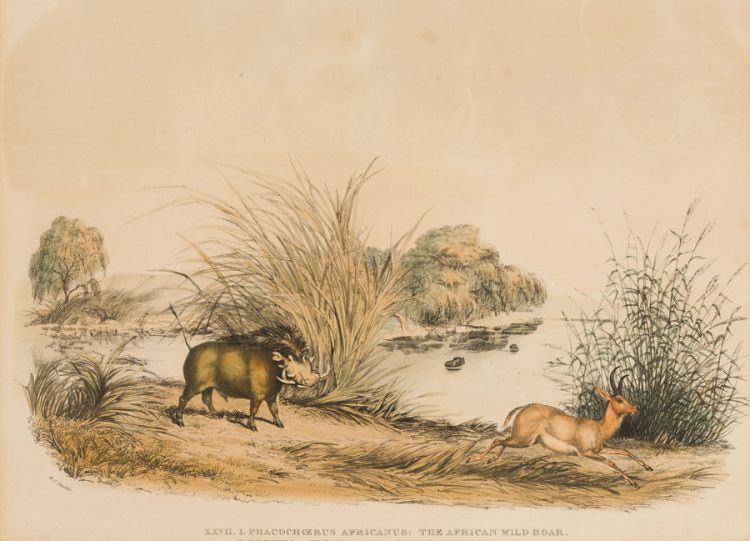 Redunca Eleotragus: The Rietbok by Phacochoerus Africanus: The African ...