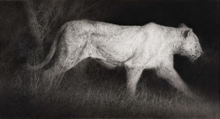 The Last Lioness by Paul Emsley | Strauss & Co