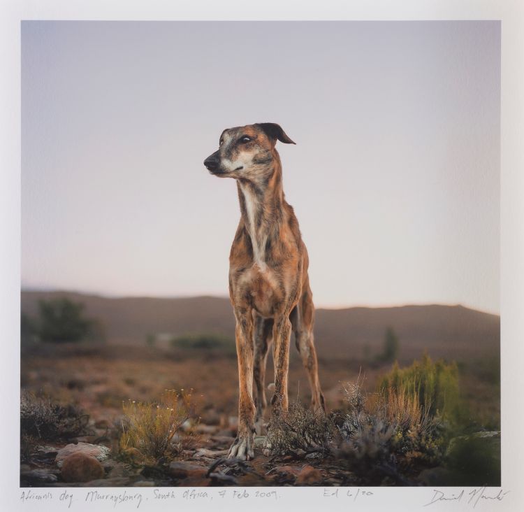Africanis Dog, Murraysburg, South Africa, 7 February 2009 by Daniel ...