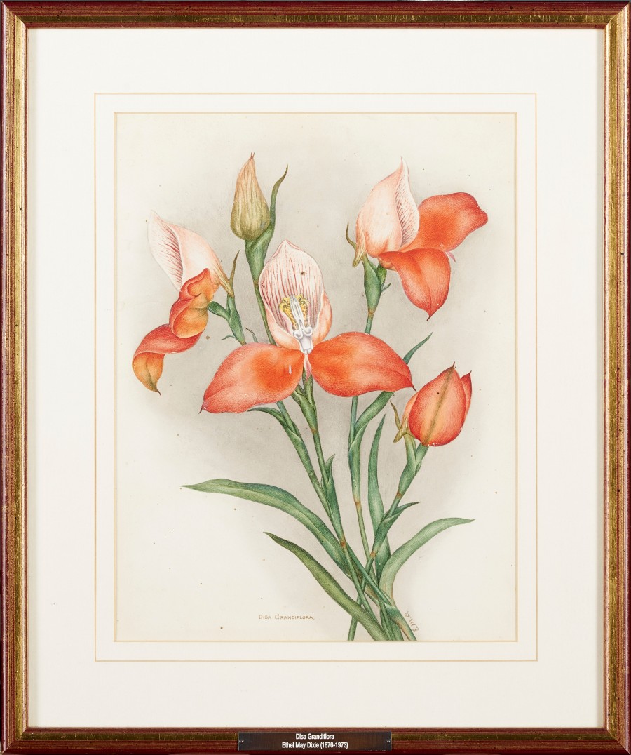 Disa Grandiflora by Ethel May Dixie | Strauss & Co