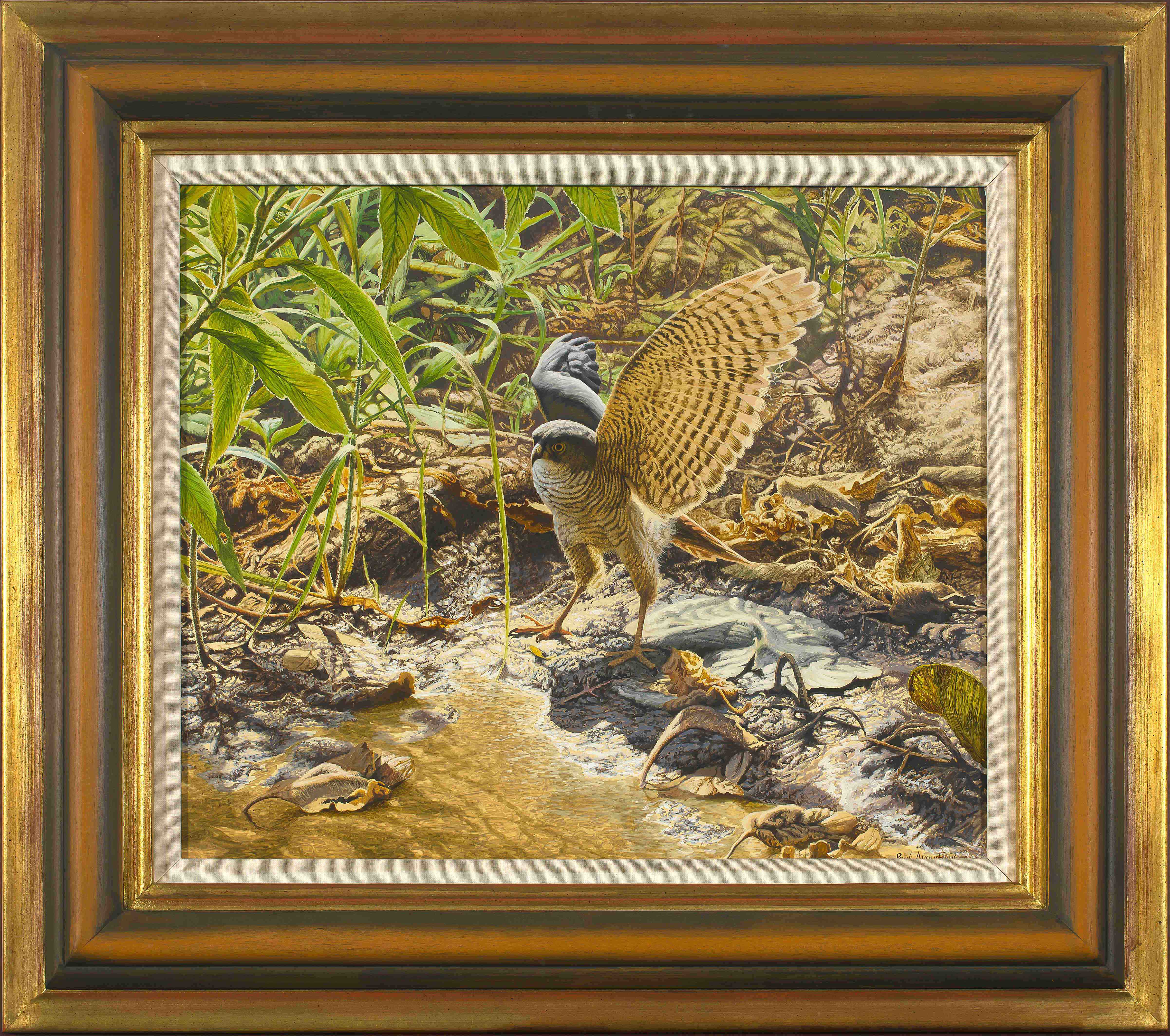 Bush Goshawk by Paul Augustinus | Strauss & Co