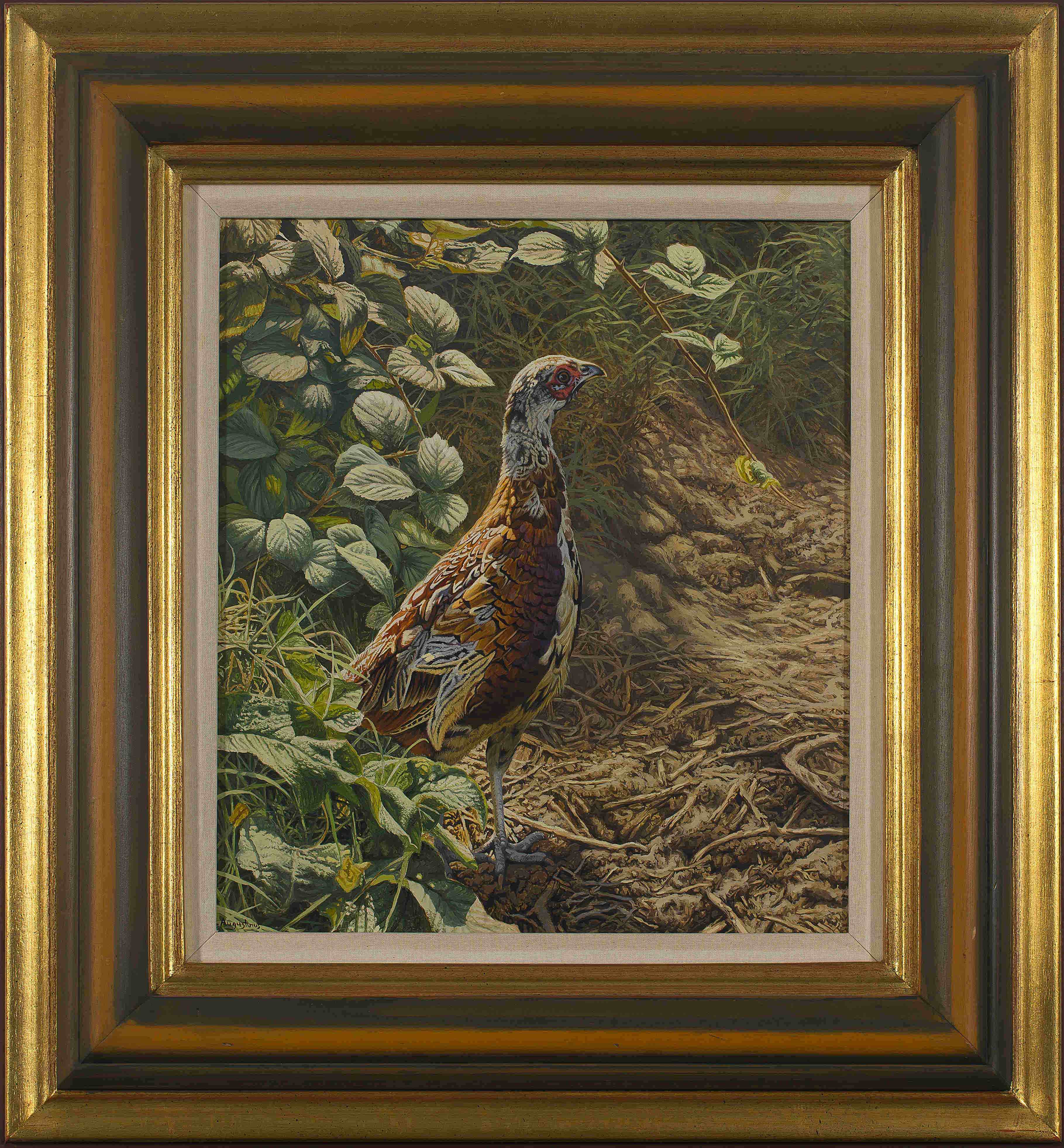 Immature Ringnecked Pheasant by Paul Augustinus | Strauss & Co