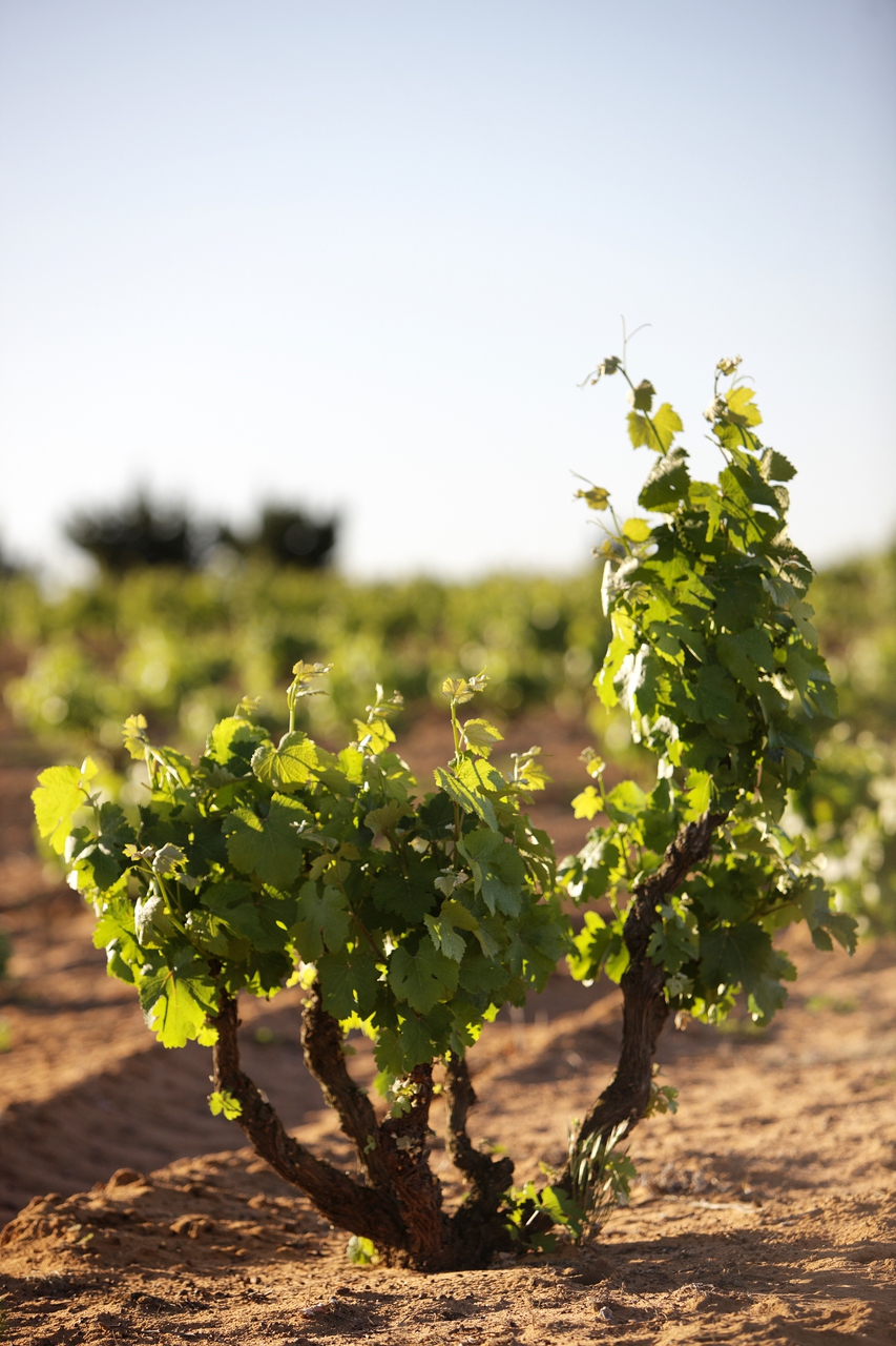 Old Vine Project; Old Vines Collection; 2013 - 2015, 2017; 6 (1 x 6 ...