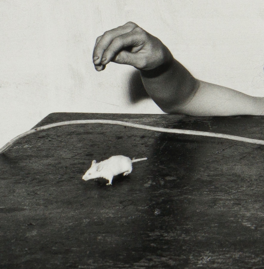 Scurry Mouse by Roger Ballen | Strauss & Co
